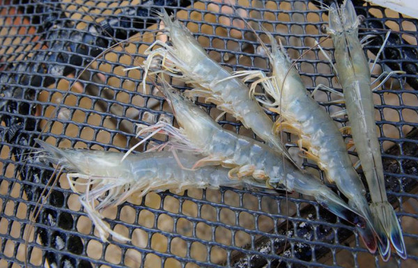 Obsiblue dans Centurion Magazine - Obsiblue