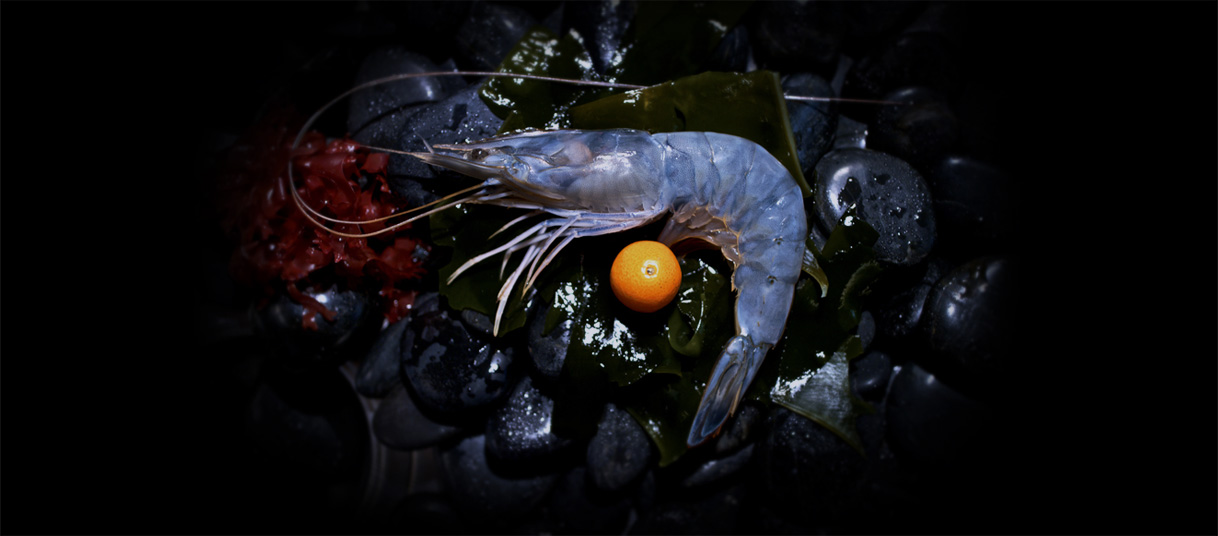 Obsiblue, crustacé de luxe, fruit de mer au goût rare